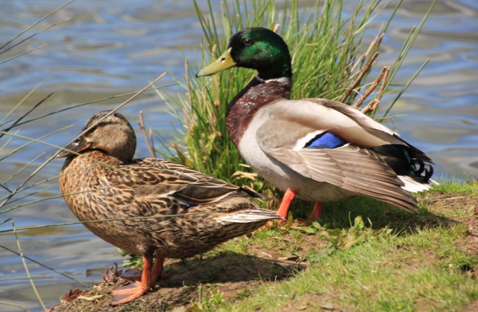 WILDLIFE – THE MALLARD – Wildonline.blog
