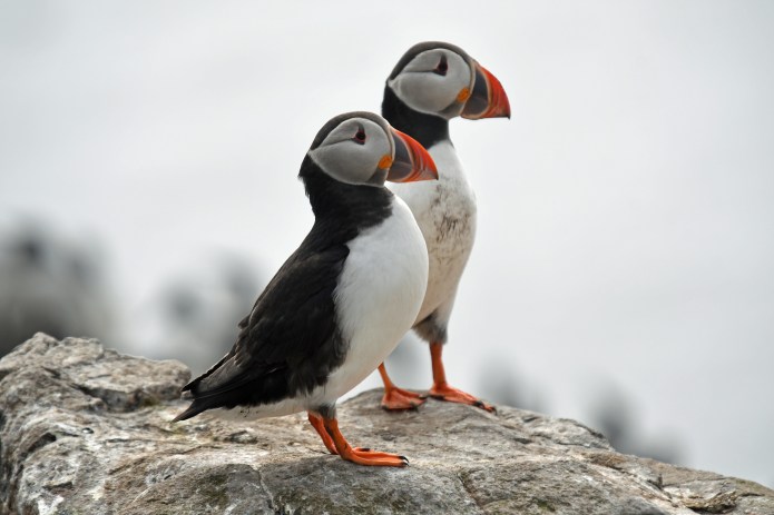 THE HIDE – JUST THE ONE – Wildonline.blog