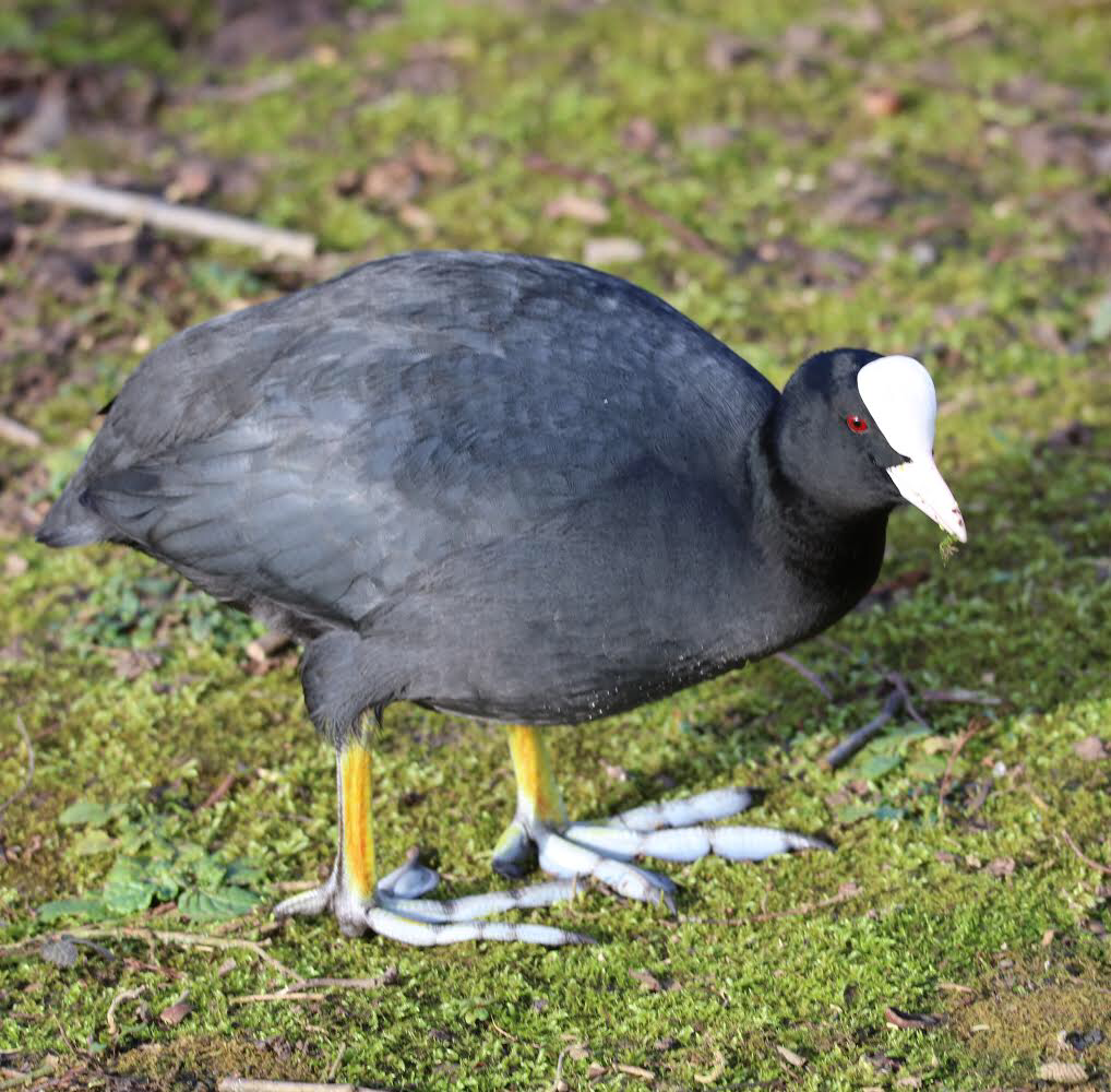 Meet the model – Cody the Coot – Wildonline.blog