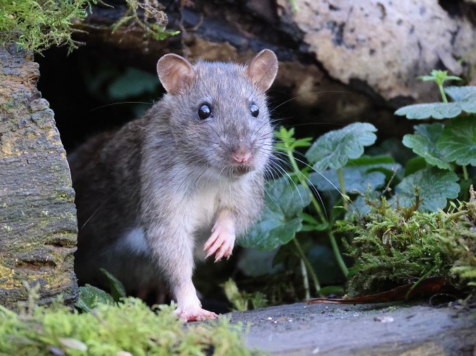 WILDLIFE – BROWN RAT – Wildonline.blog