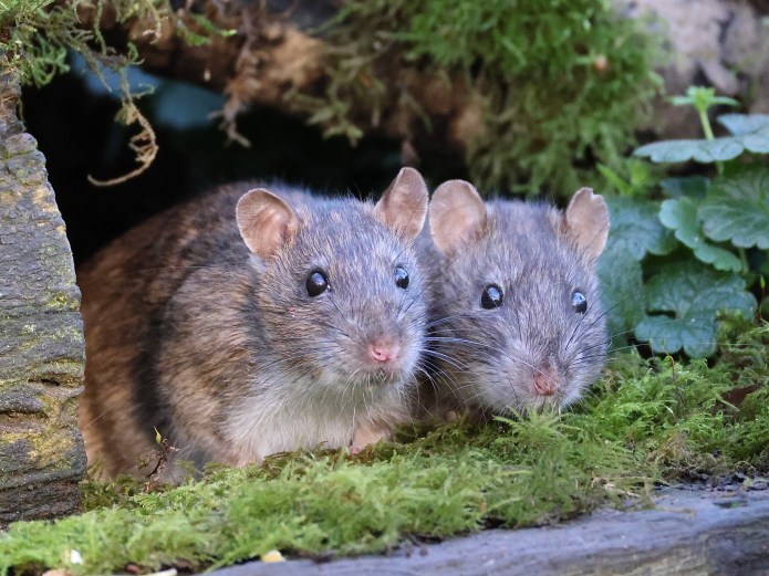 WILDLIFE – BROWN RAT – Wildonline.blog