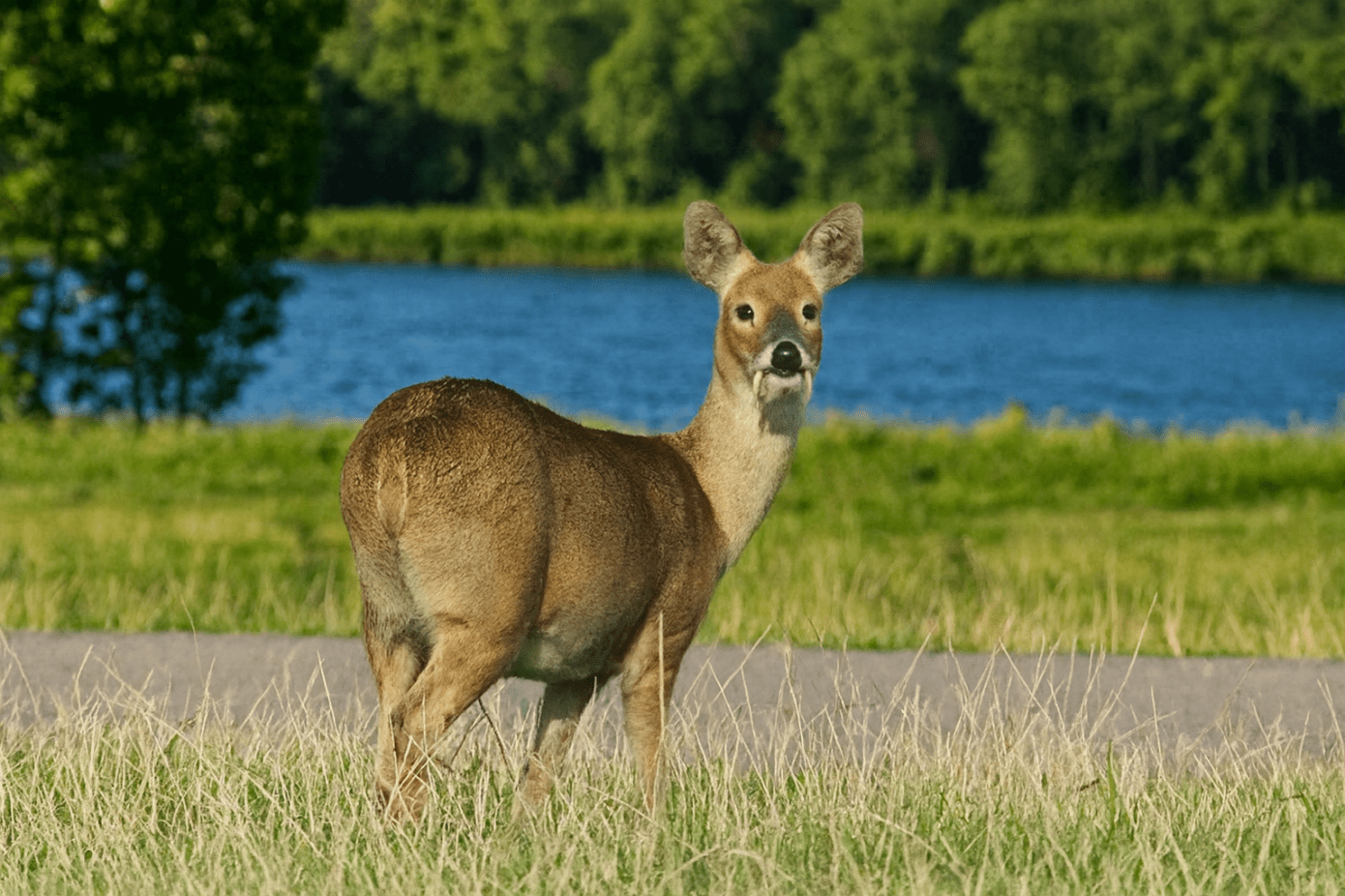WILDLIFE – CHINESE WATER DEER – Wildonline.blog