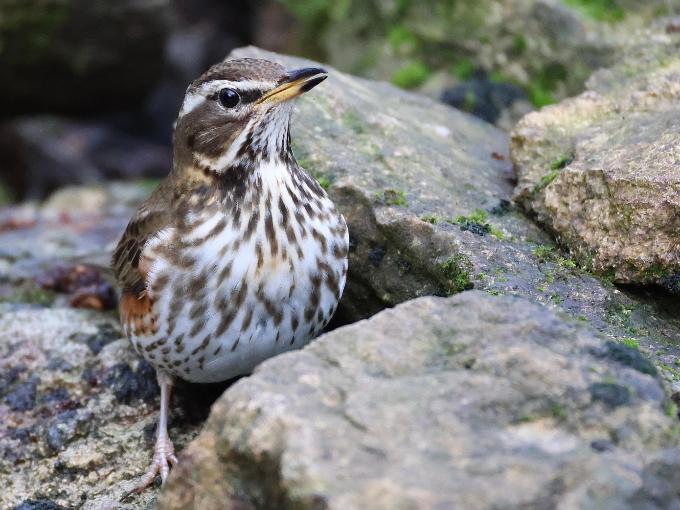 THE HIDE – A NEW YEAR – Wildonline.blog